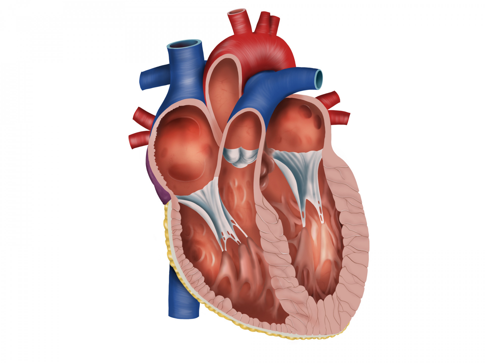 Jak dosáhnout reverzní remodelace levé komory a zl... | proLékaře.cz