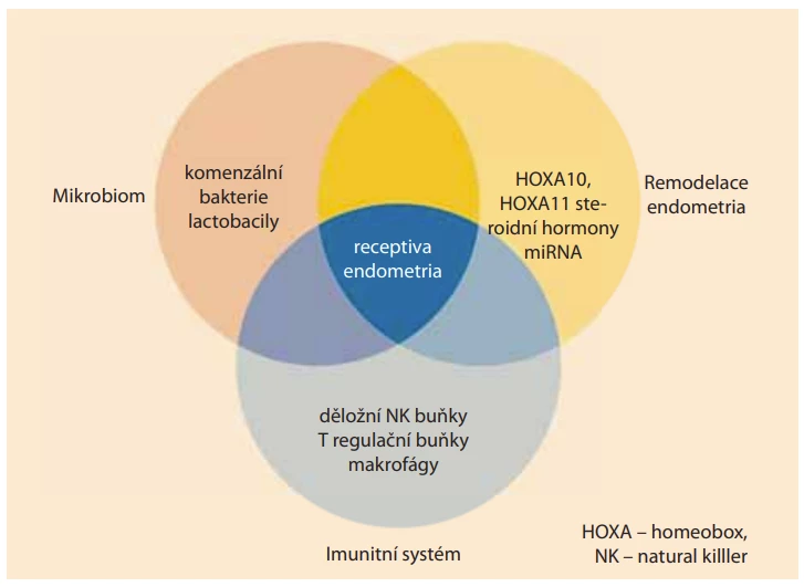 Selected pathological conditions affecting endomet... | proLékaře.cz