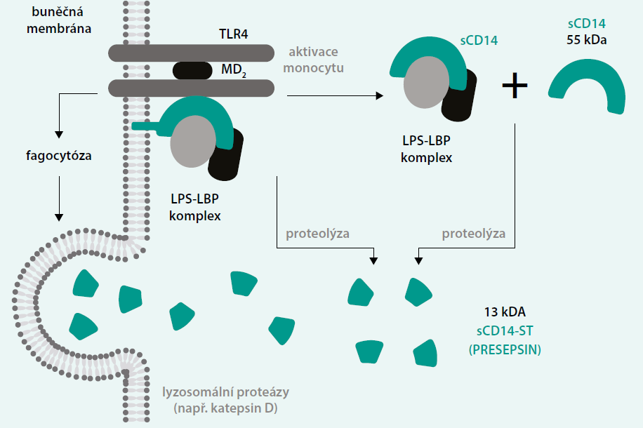 Presepsin v diagnostice sepse | proLékaře.cz
